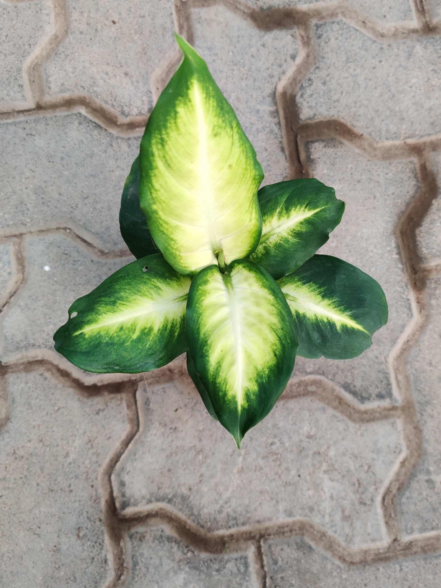 Exploring Popular Dieffenbachia Varieties - sanjaynursery