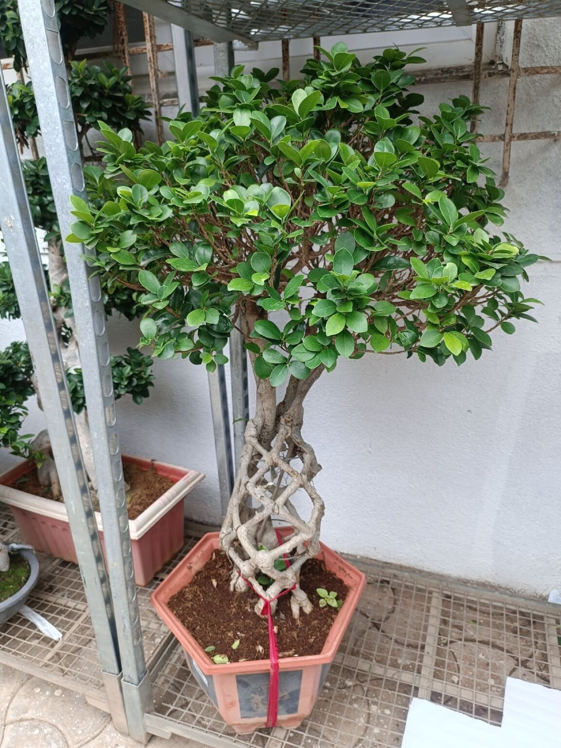 Ginseng Ficus Bonsai: The Perfect Indoor Tree for Beginners - sanjaynursery
