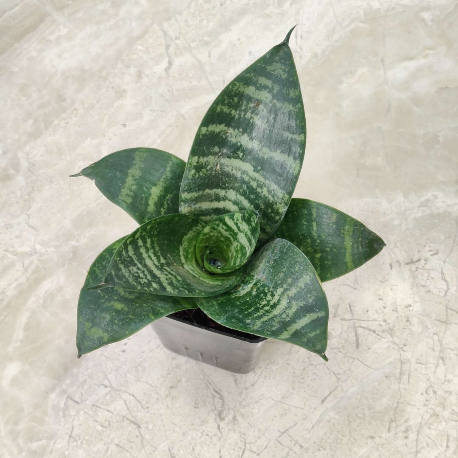 Plant Snake Plant at Home: A Spiritual Guide for Peace, Prosperity, and ...