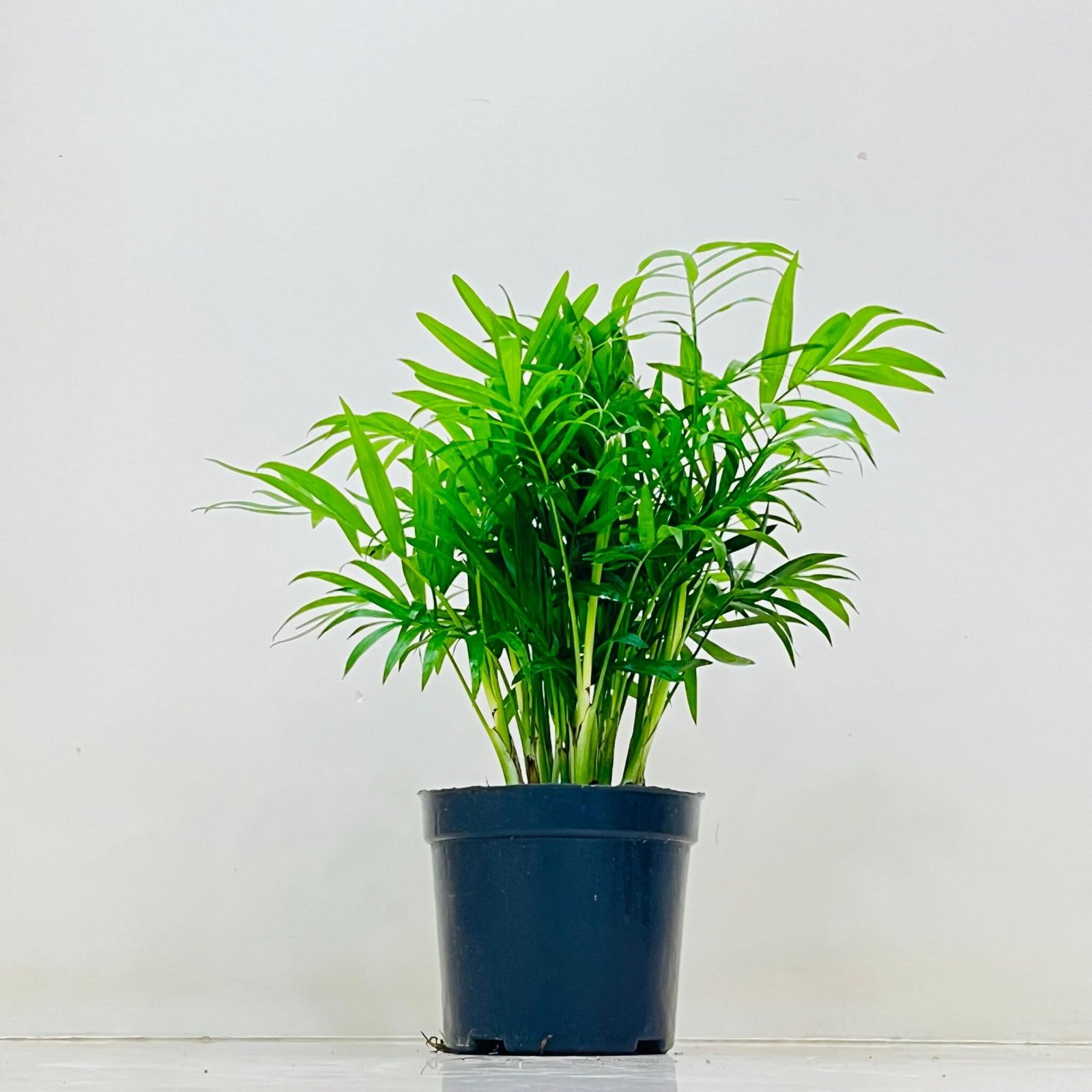 Bamboo Palm Houseplant Care: The Best Tips for Beginners – sanjaynursery