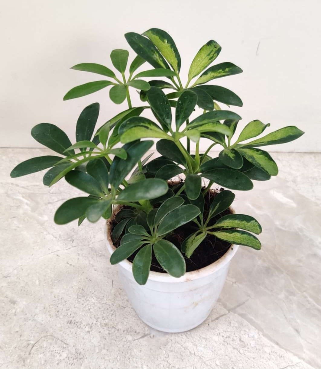 Schefflera (Umbrella Tree) Care: Everything You Need for a Thriving ...