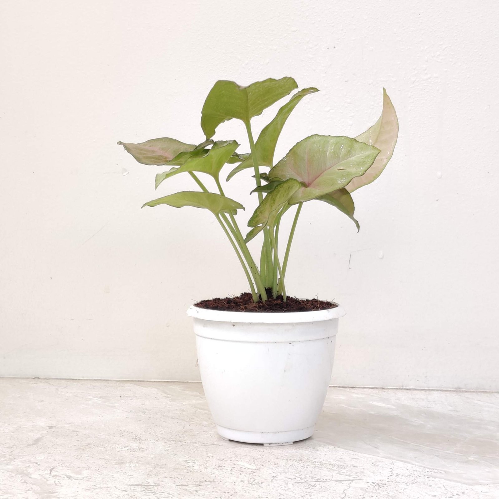 Beginner’s Guide: How to Grow and Care for Syngonium Plants - sanjaynursery