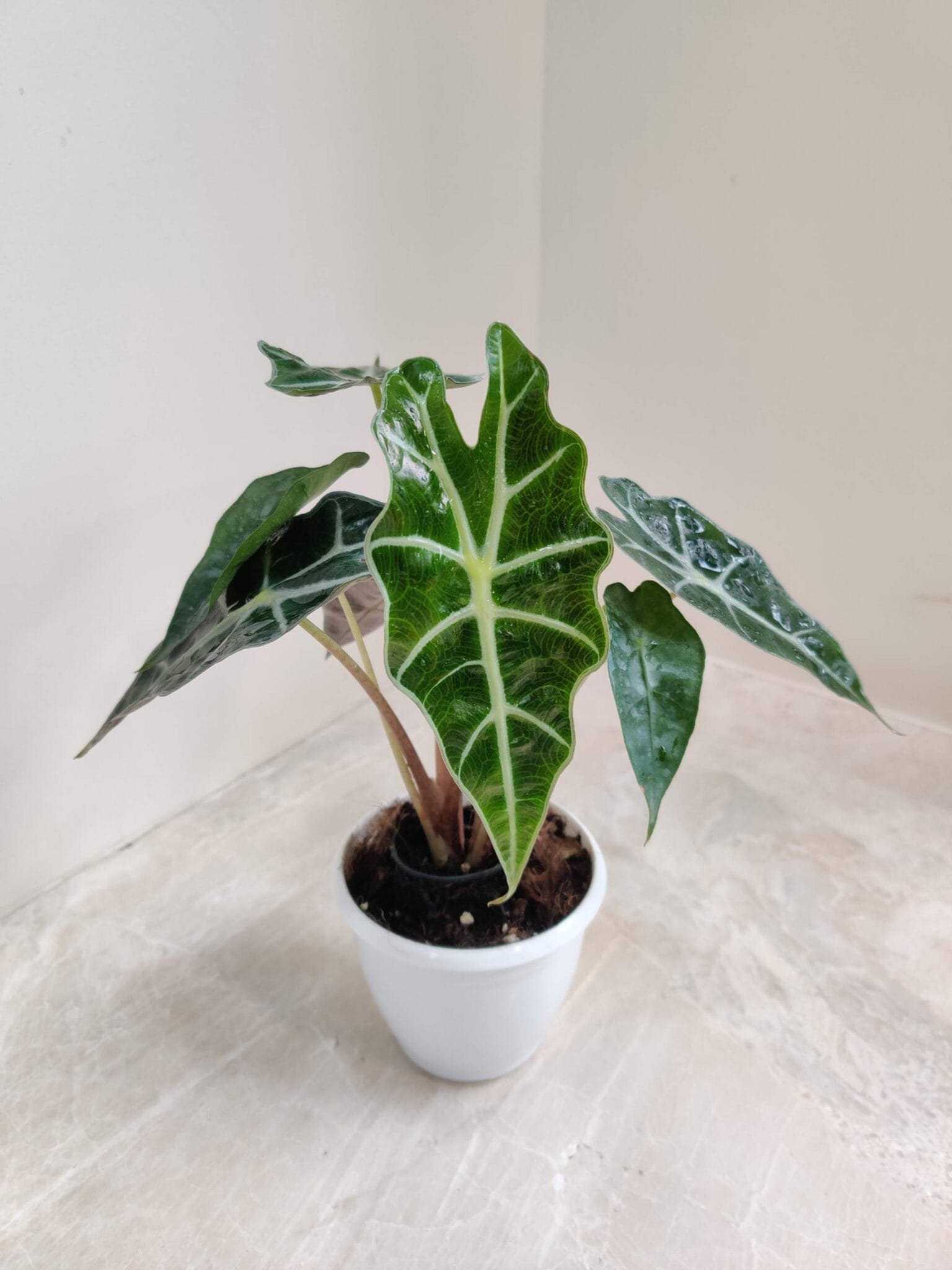 Alocasia Polly Care Made Easy: A Step-by-Step Guide for Beginners ...