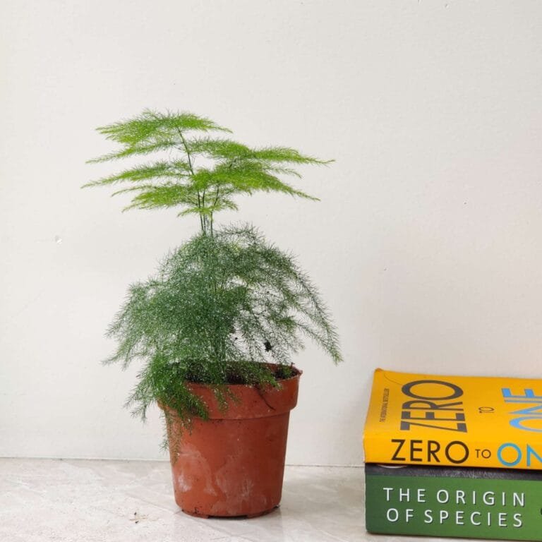 Asparagus Fern Care Guide: How to Grow, Water, and Maintain This Lush ...