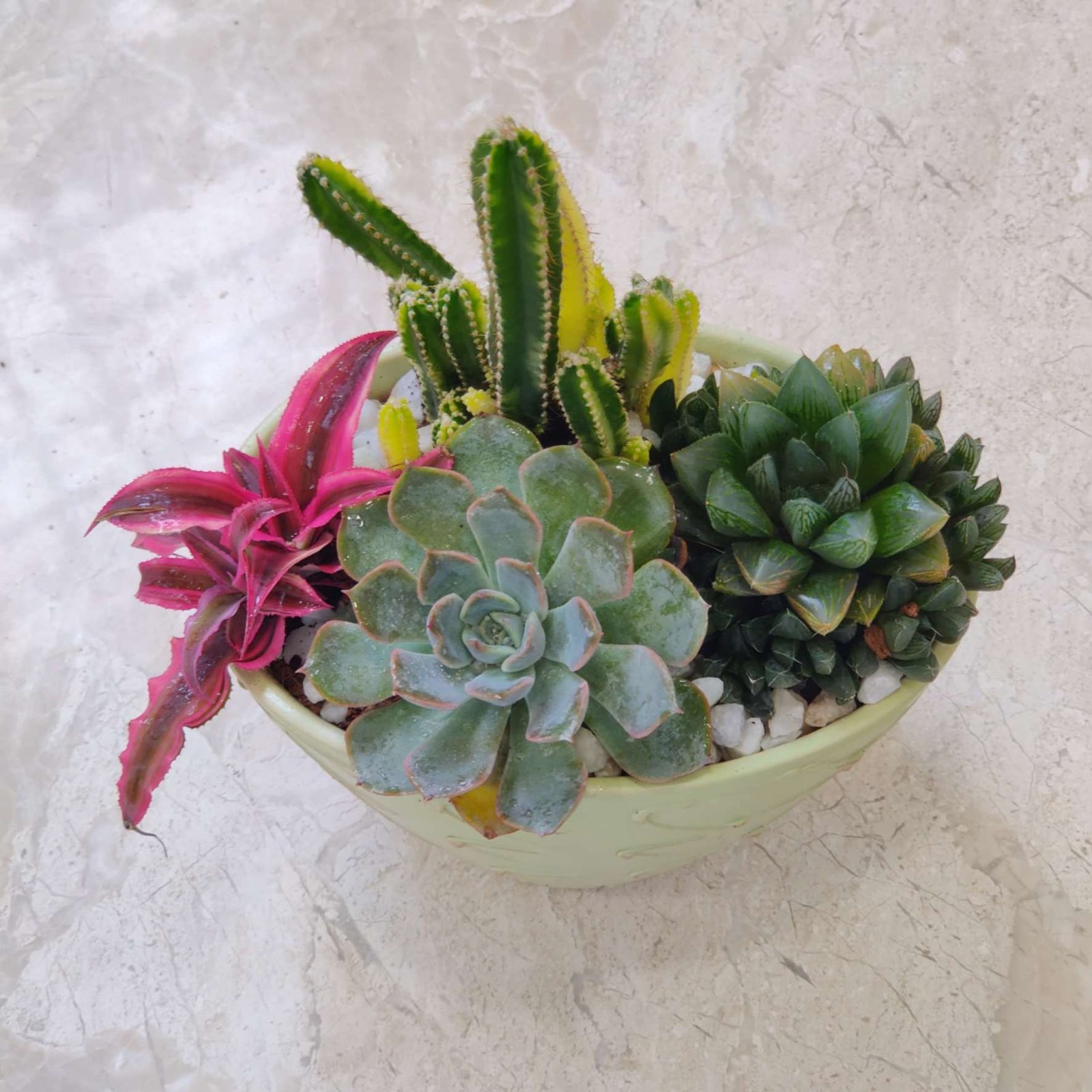 Stop Killing Your Succulents! Essential Care Tips for Healthy Plants - sanjaynursery