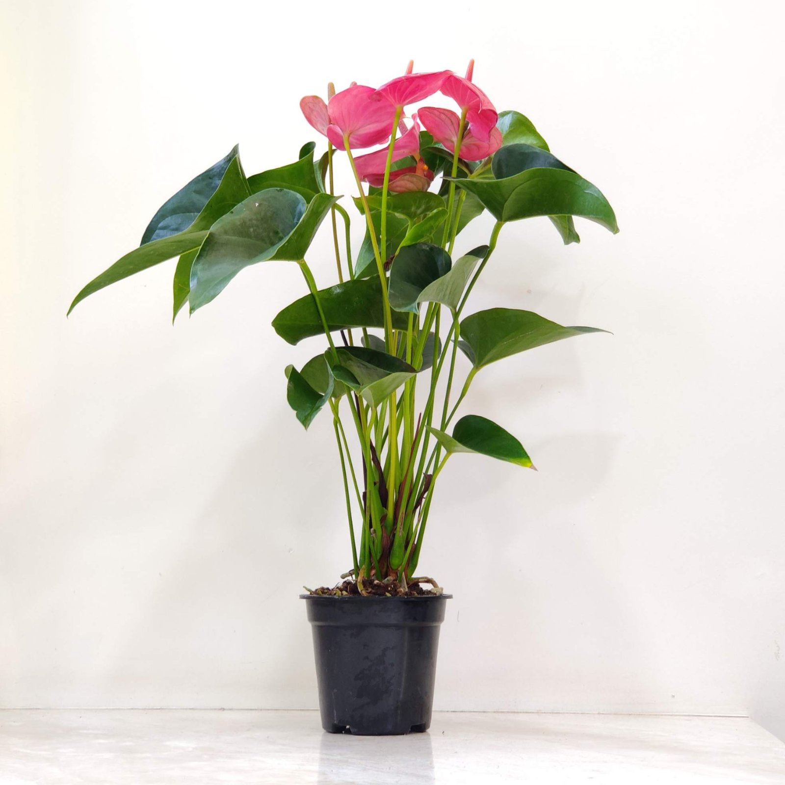 How to Grow and Care for Anthurium Jenmanii Gold – A Stunning Golden ...