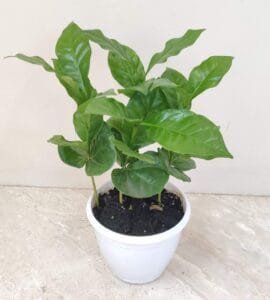 Grow, Nurture, Enjoy: A Beginner’s Guide to Coffee Plant Care ...