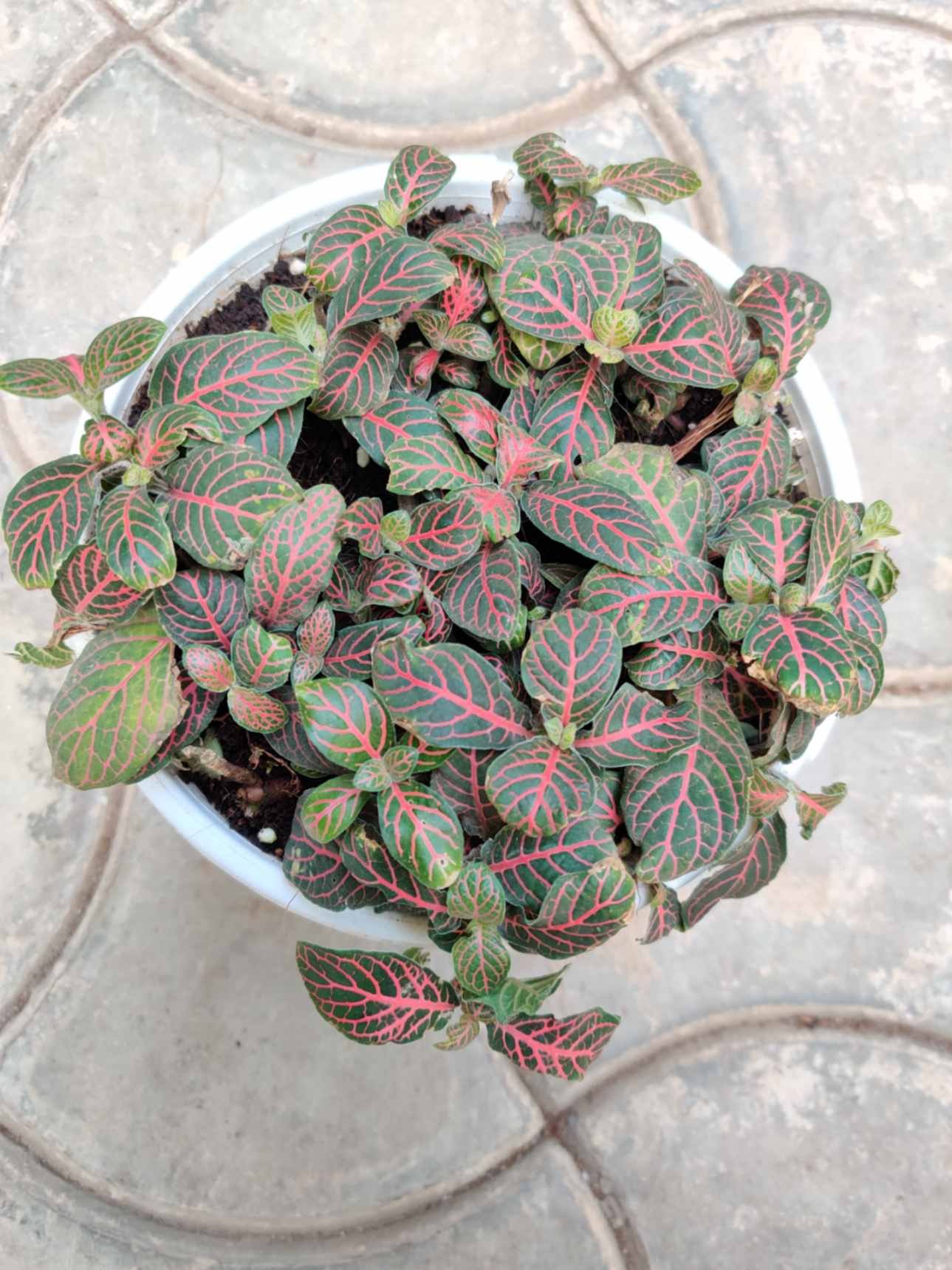 How to Keep Your Nerve Plant Happy - sanjaynursery