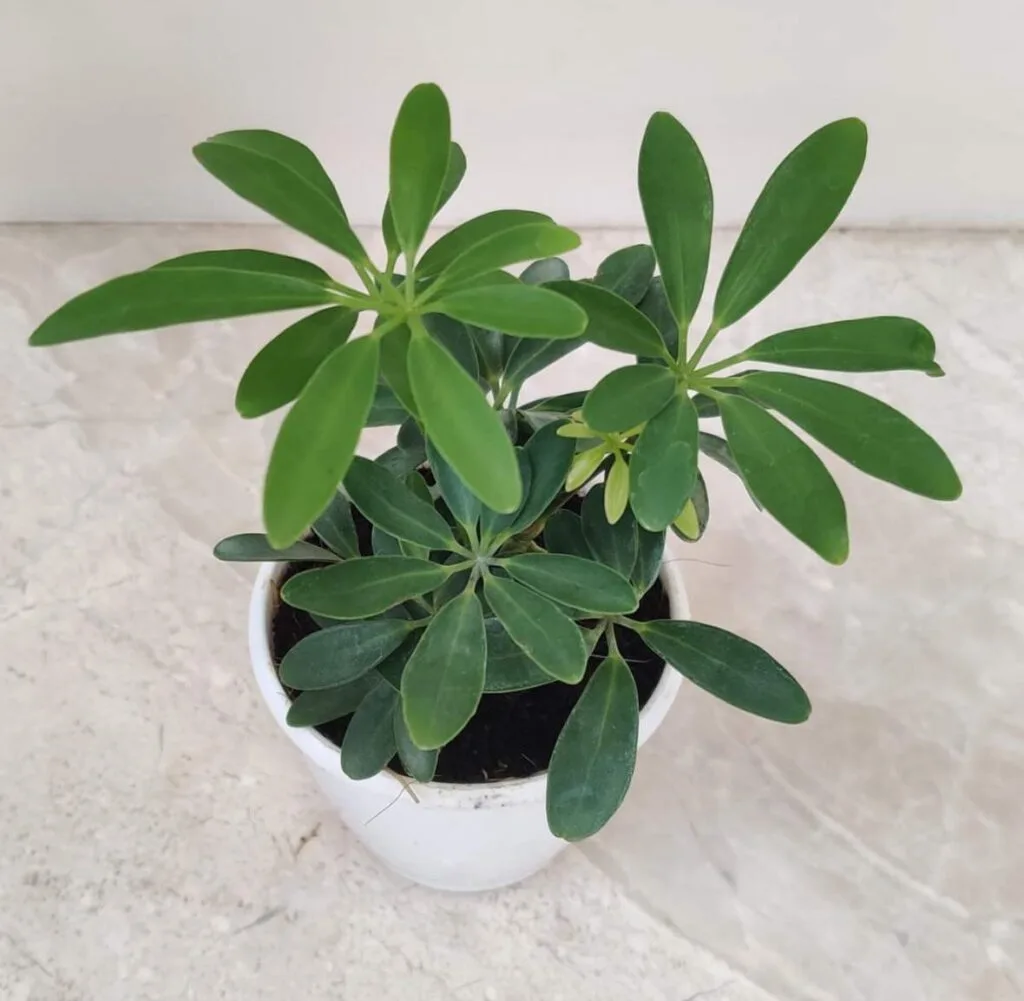 Schefflera Plant Temperature How To Care For Umbrella Tree