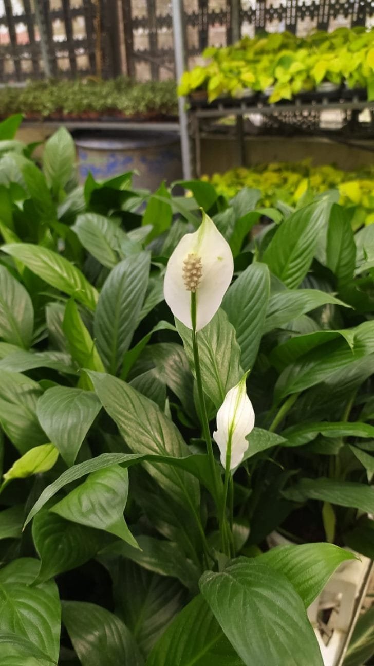 Peace Lily to Flower Successfully: A Step-by-Step Blooming Guide ...