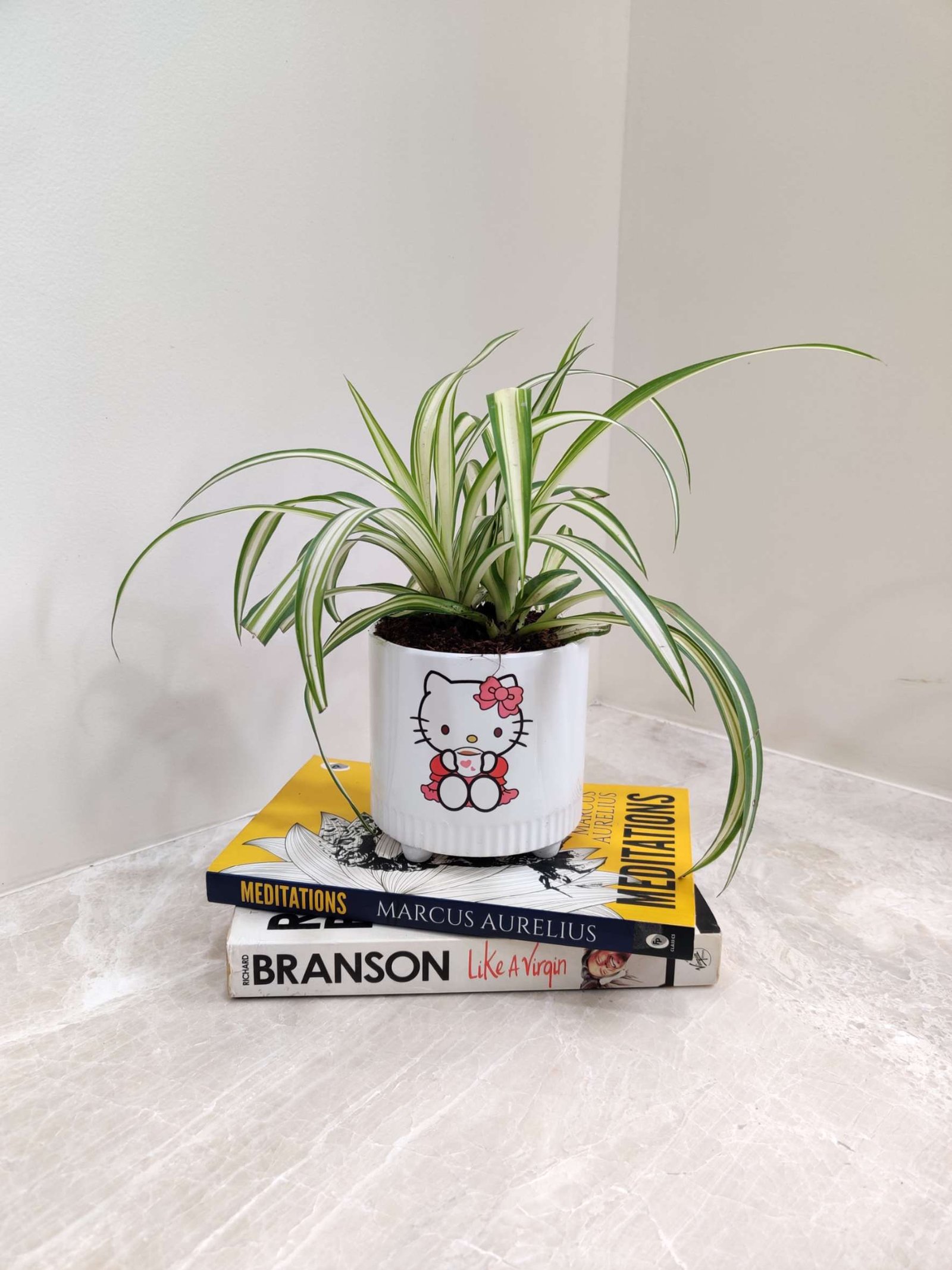 Why Does My Spider Plant Have Brown Tips? A Complete Guide to ...