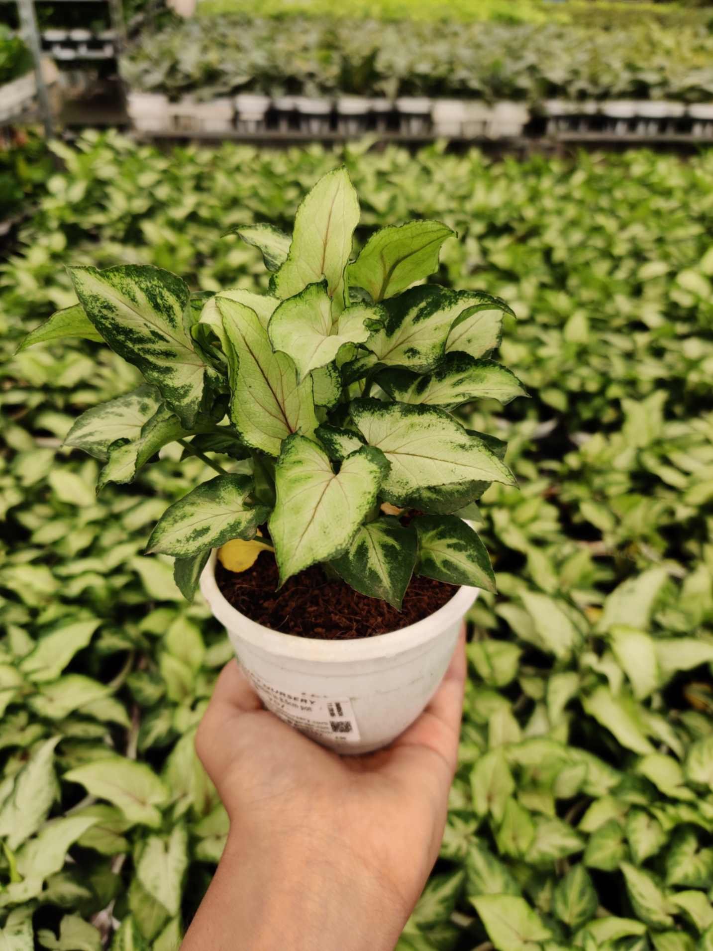 Beginner’s Guide: How to Grow and Care for Syngonium Plants - sanjaynursery