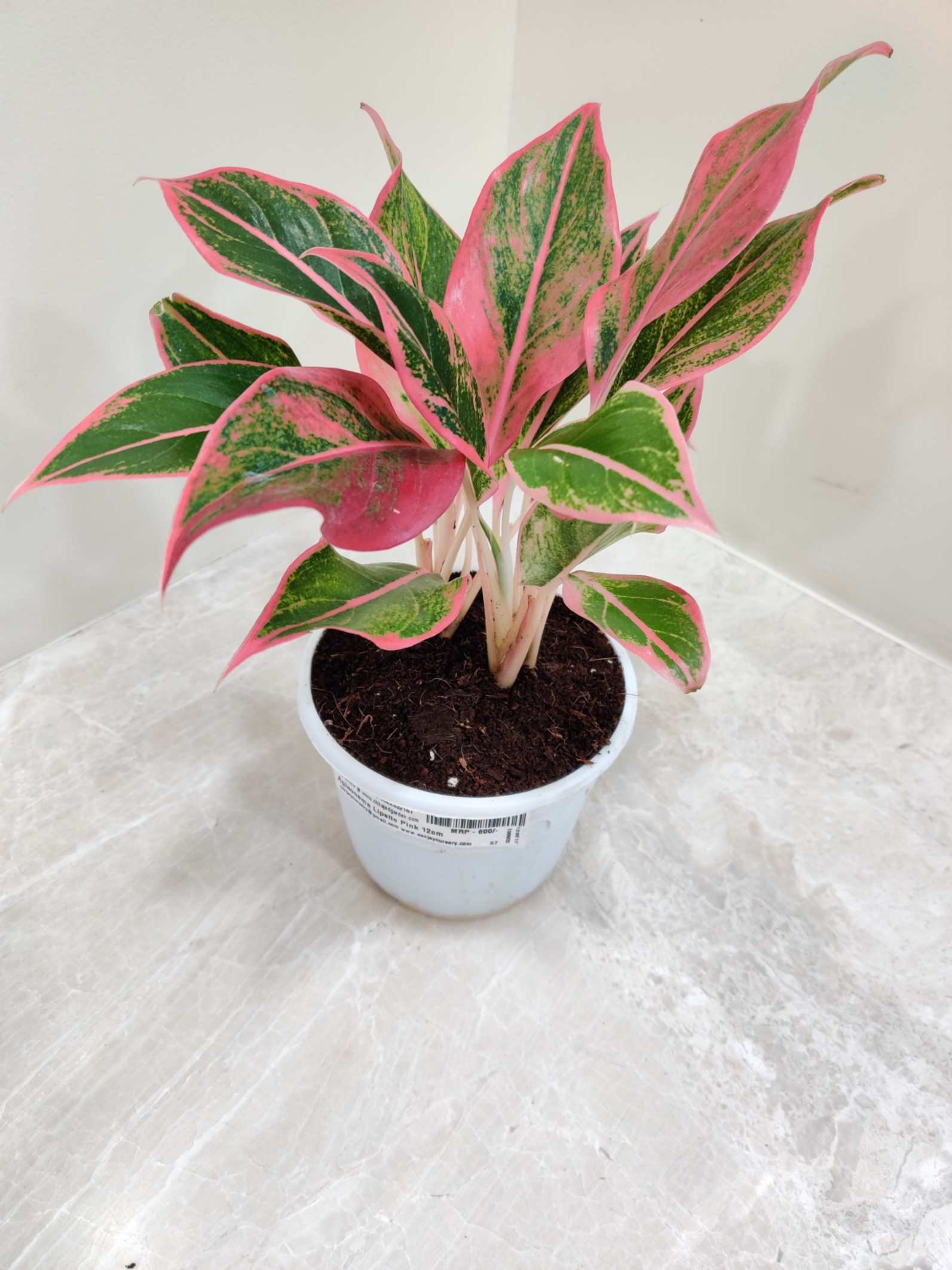 Aglaonema Plant Varieties & Care Tips | Best Indoor Plant for Home ...