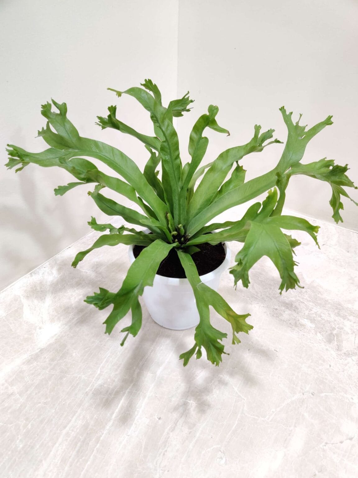 How to Care for Asplenium Antiquum: The Stunning Japanese Bird’s Nest ...