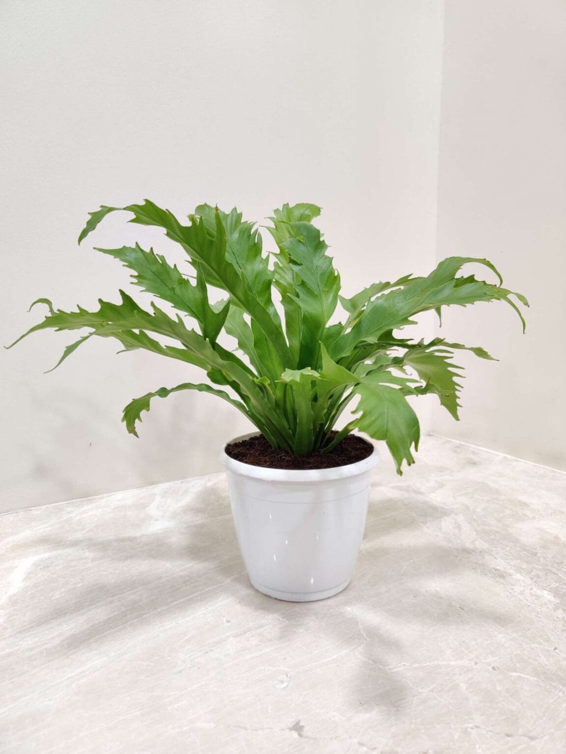 How to Care for Asplenium Antiquum: The Stunning Japanese Bird’s Nest ...