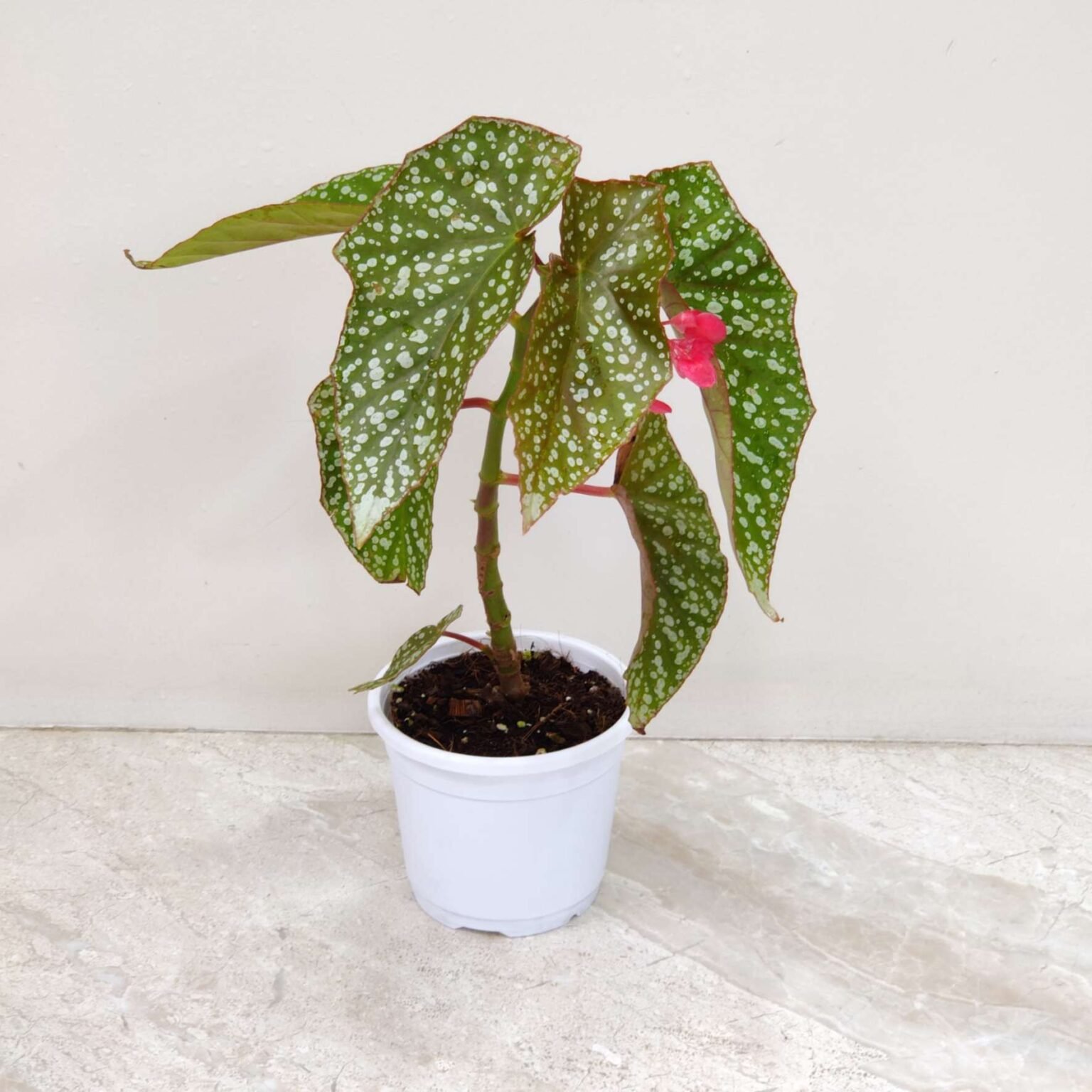 Begonias in Full Bloom: Easy Tricks to Keep Them Flowering Longer