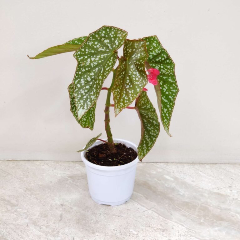 How to Get Begonias to Bloom Indoors (Easy Tips)