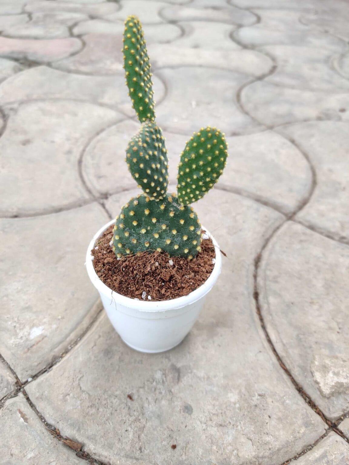 Cactus Turning Yellow? Causes and Easy Fixes for Healthy Growth ...