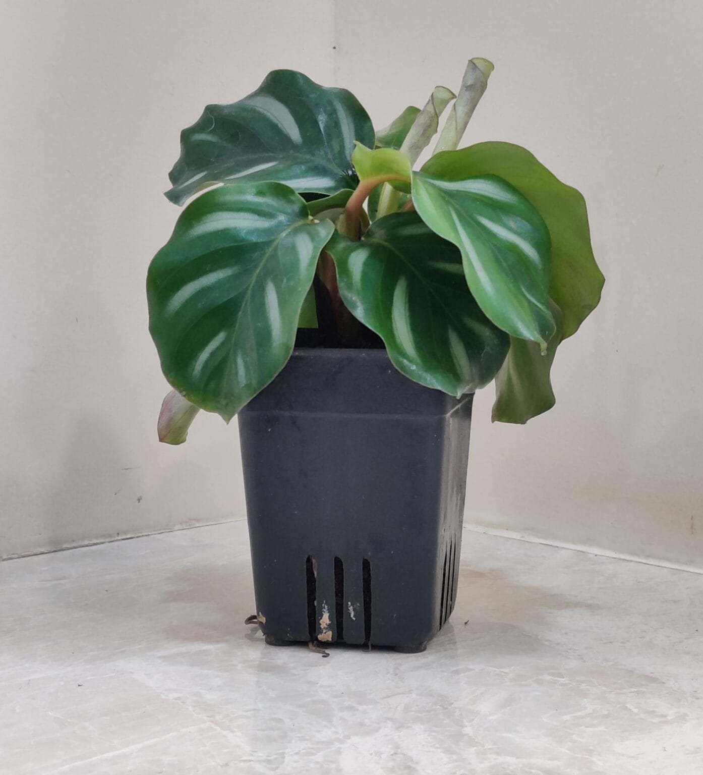 Calathea Care Guide: Fixing Common Problems With Your Fussy Houseplant ...