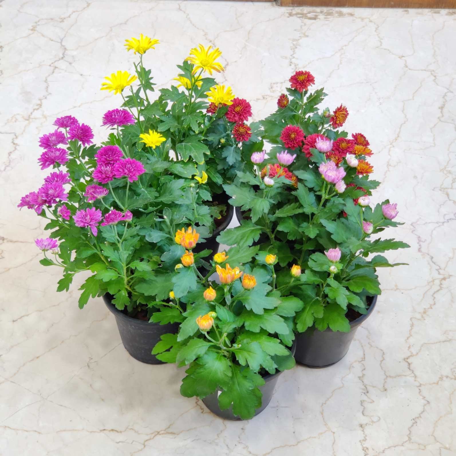 Shevanti Flower Care: How to Grow Bright & Beautiful Chrysanthemums ...