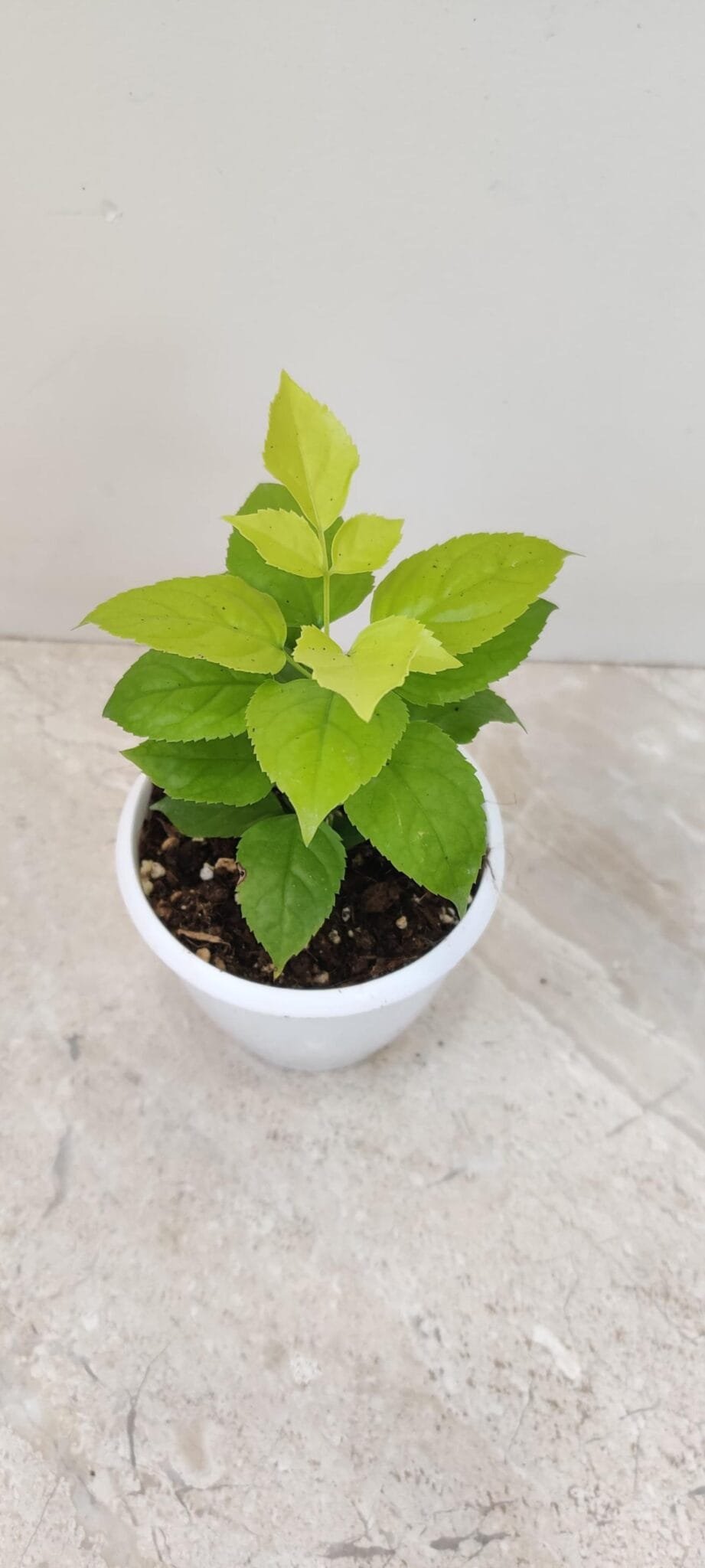 Radermachera Tree: Benefits, Growing Tips, and Landscaping Ideas for a ...