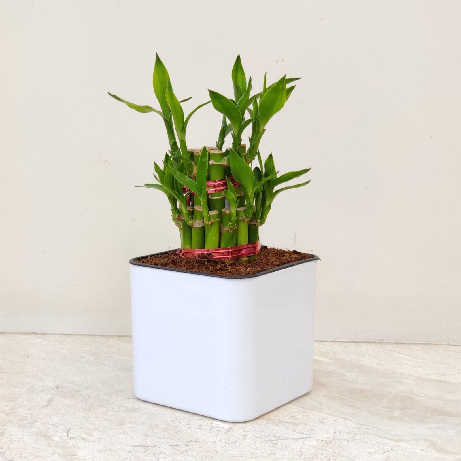 Lucky Bamboo Plant Care: Easy Indoor Growing Tips for Health & Harmony ...