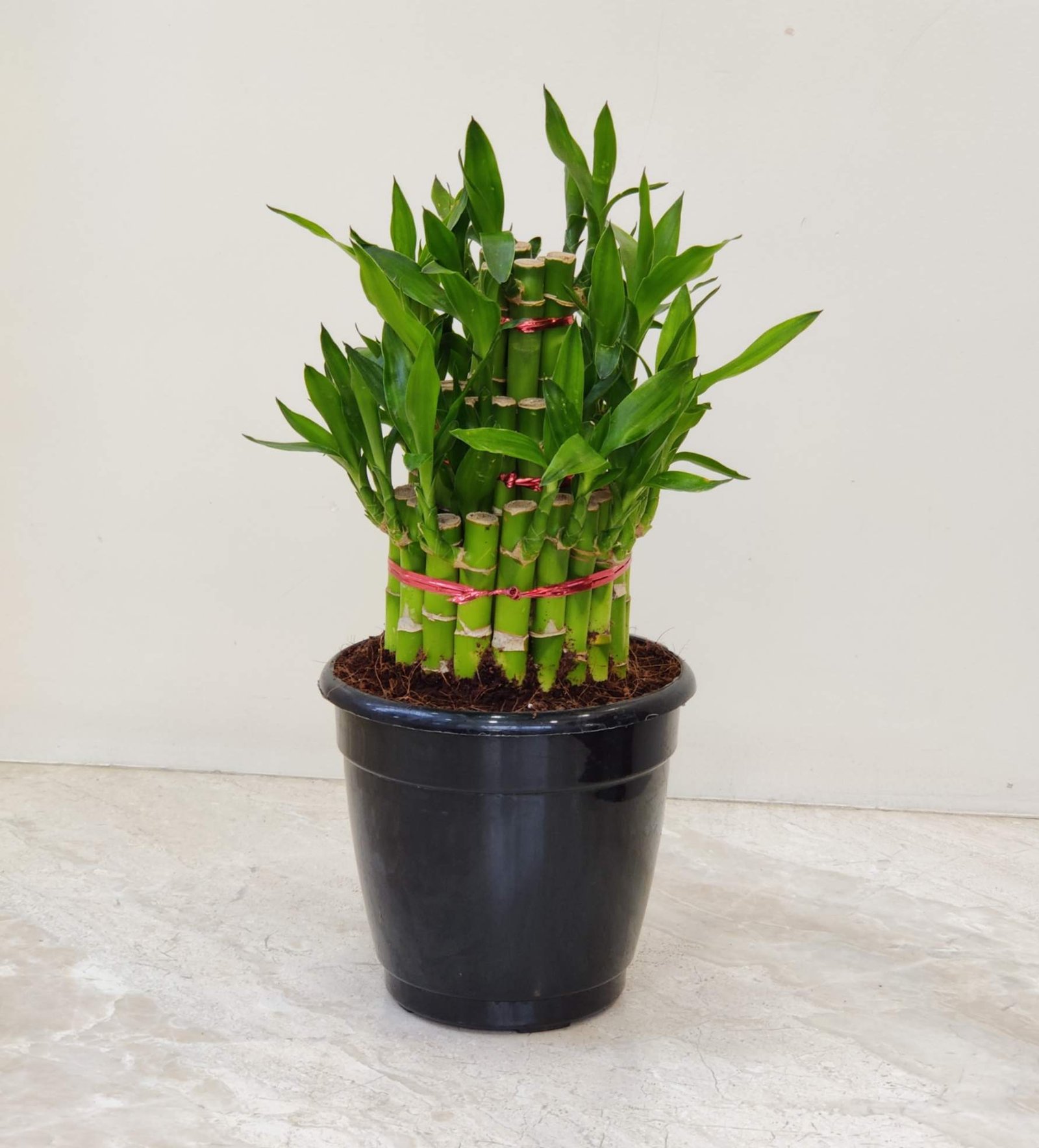 Lucky Plants for Home: Best Indoor Greenery to Attract Wealth, Health ...