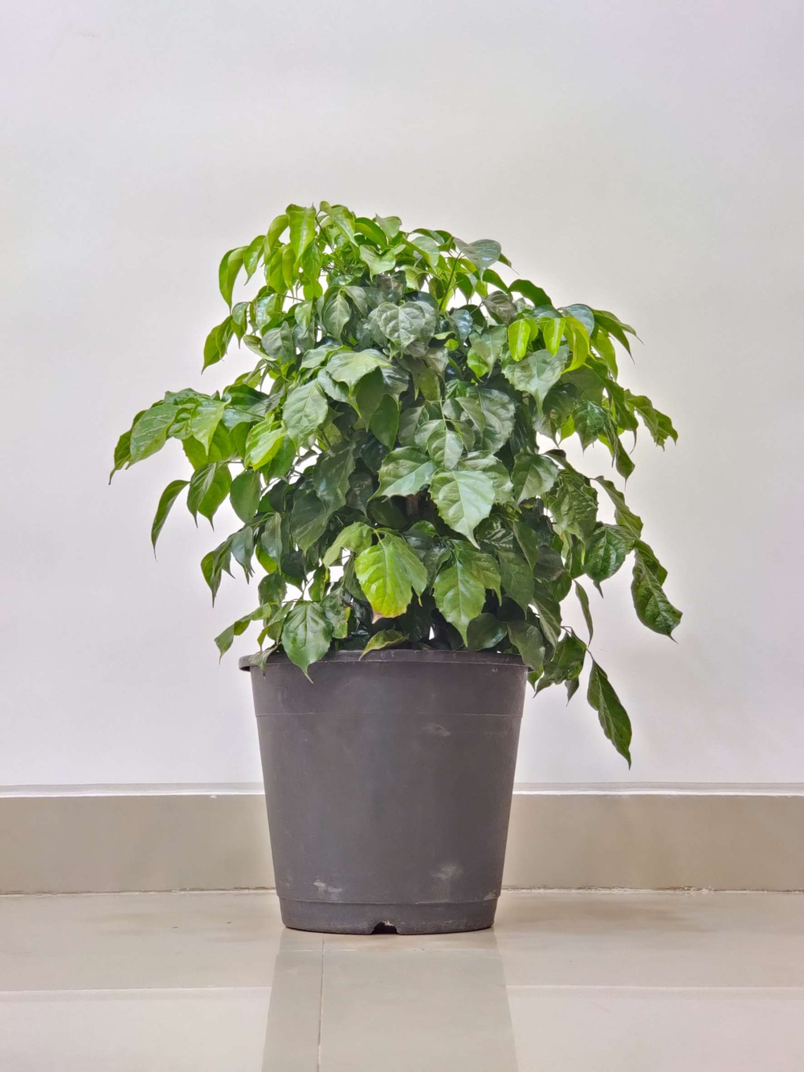 Radermachera Tree: Benefits, Growing Tips, and Landscaping Ideas for a ...