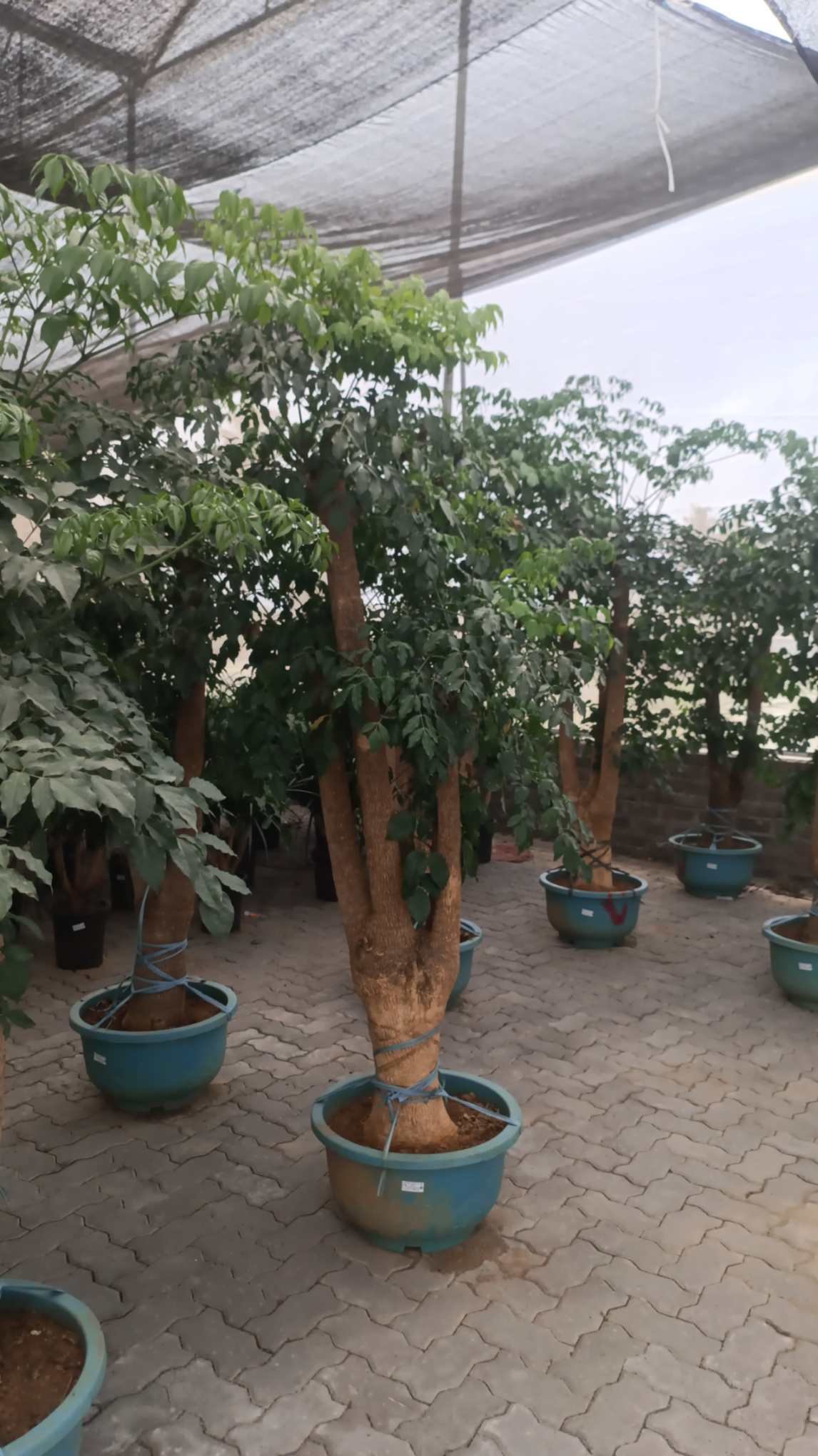 Radermachera Tree: Benefits, Growing Tips, and Landscaping Ideas for a ...
