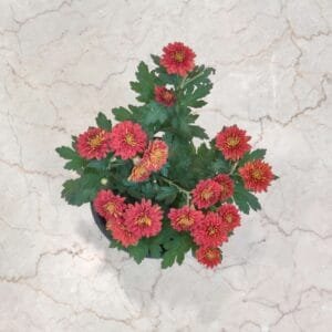 Shevanti Flower Care: How to Grow Bright & Beautiful Chrysanthemums ...
