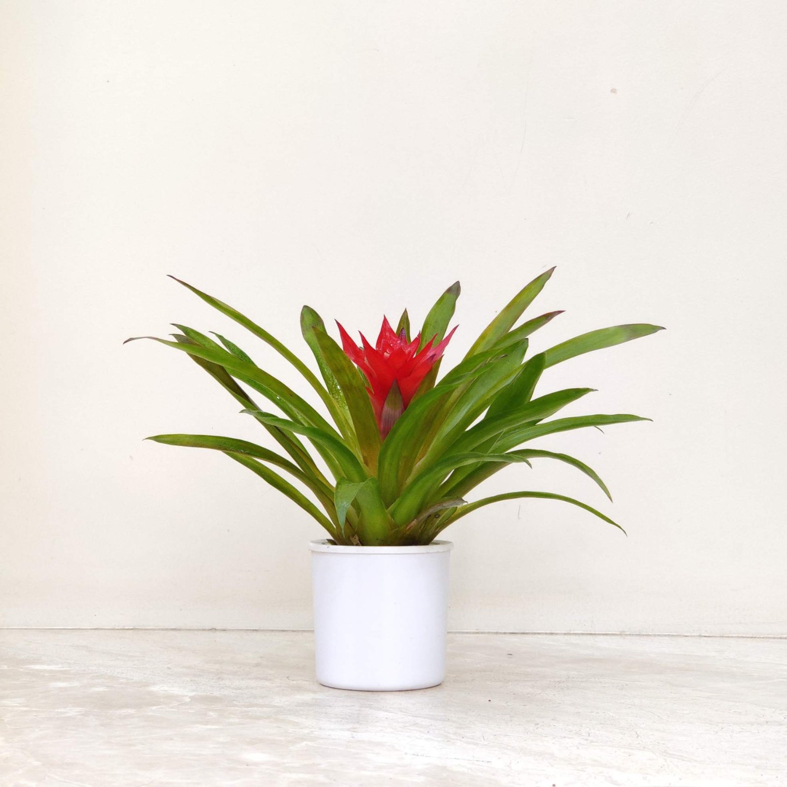 Guzmania Bromeliad Care: How to Grow a Vibrant Tropical Beauty Indoors ...