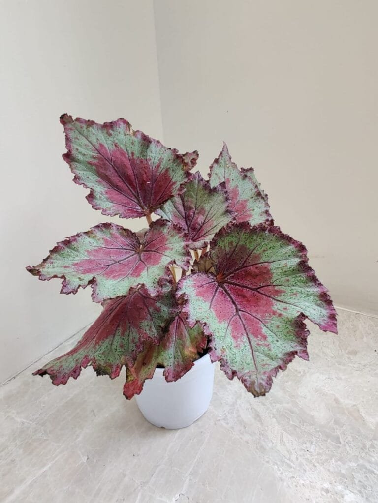 How to Care for Rex Begonias: Complete Indoor Plant Guide to Grow ...