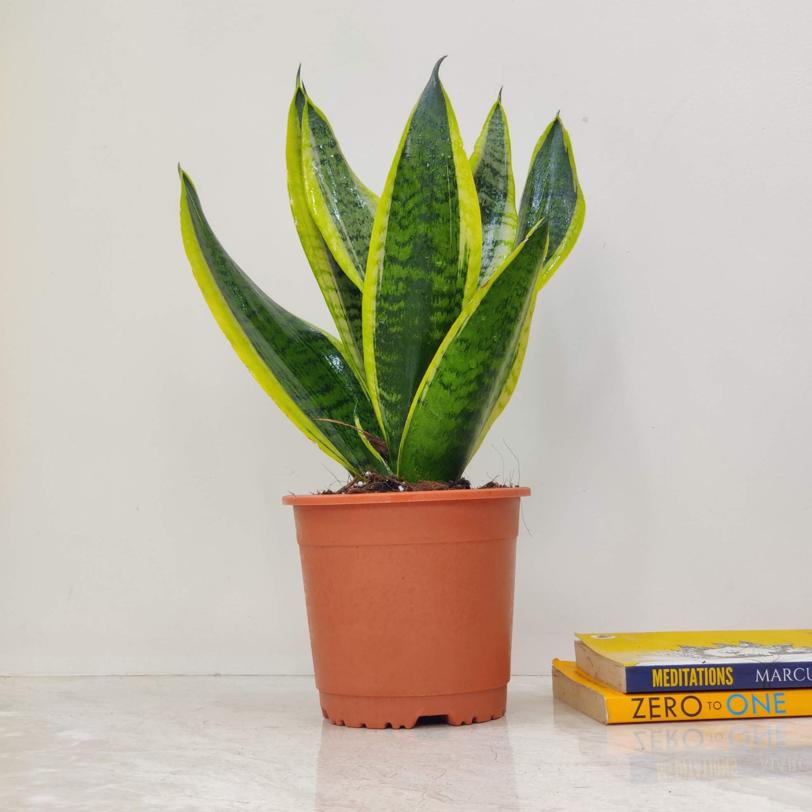 Snake Plant Feng Shui
