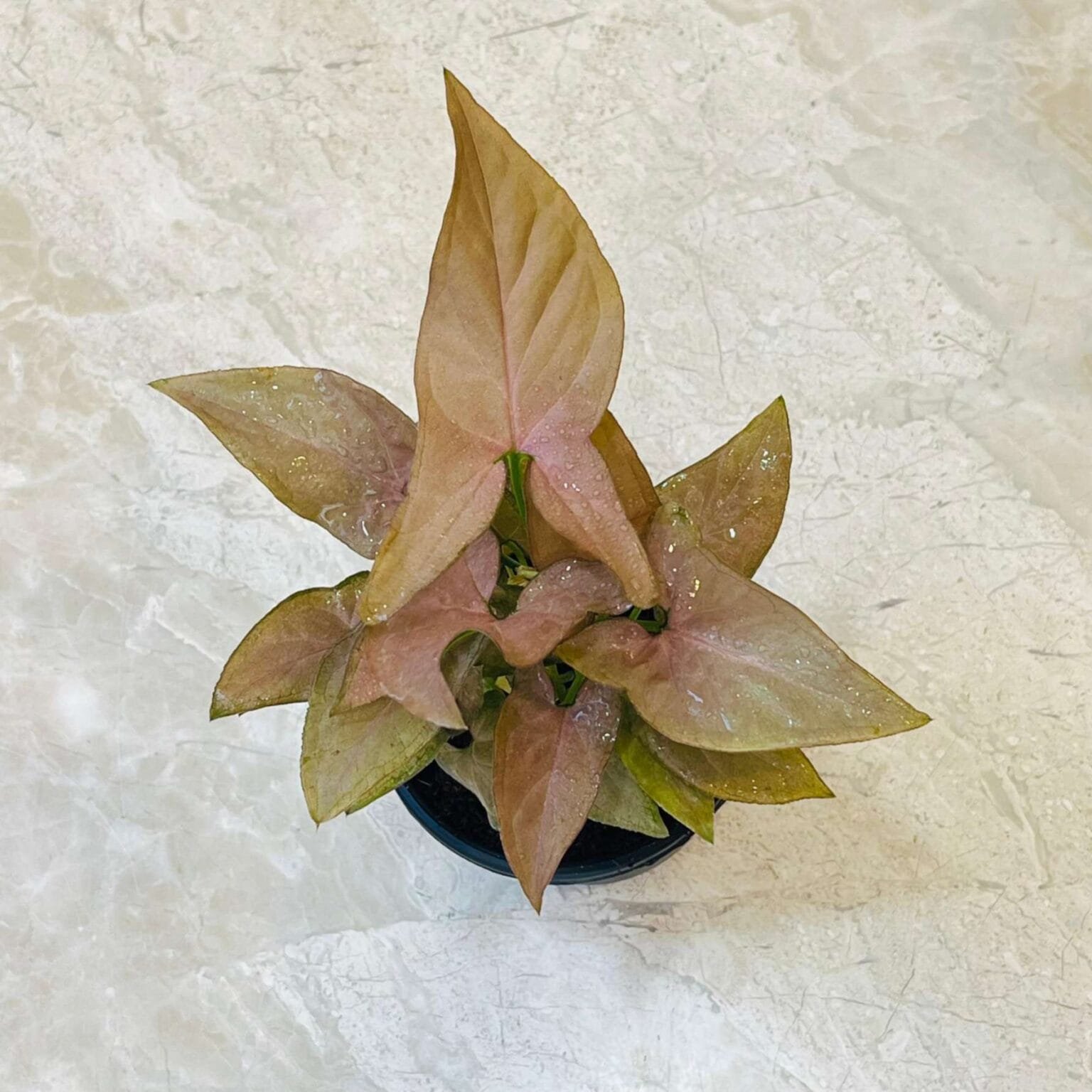 How to Grow and Care for Syngonium Albo | The Ultimate Variegated ...