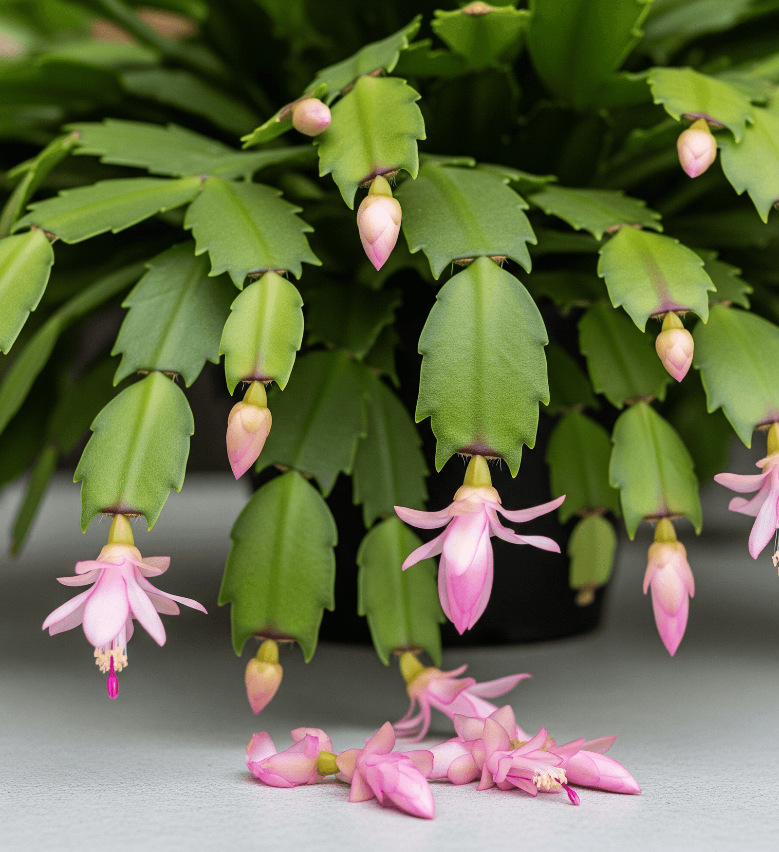 Why Christmas Cactus Buds Form Then Suddenly Fall Off & Why Your ...