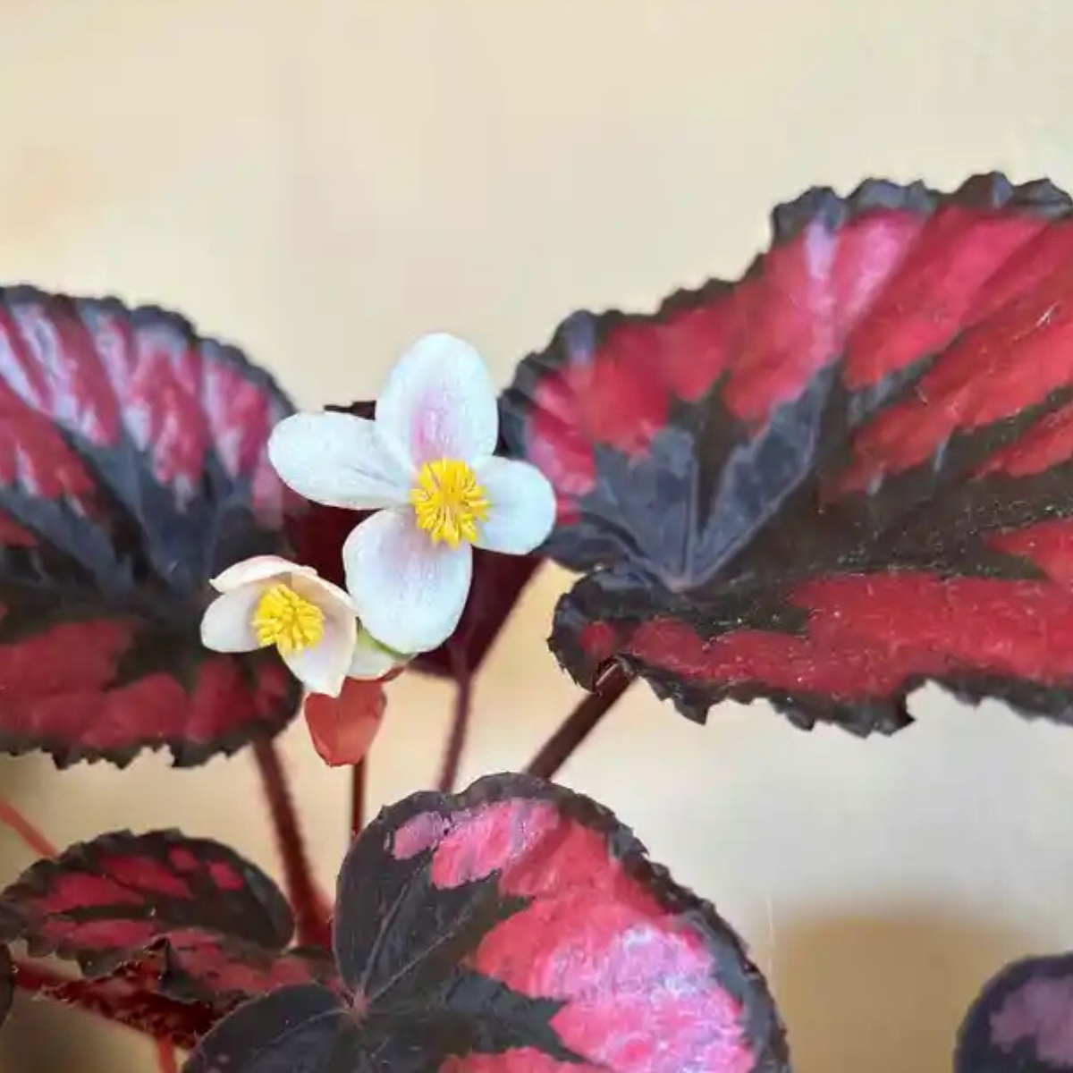 Begonias in Full Bloom: Easy Tricks to Keep Them Flowering Longer