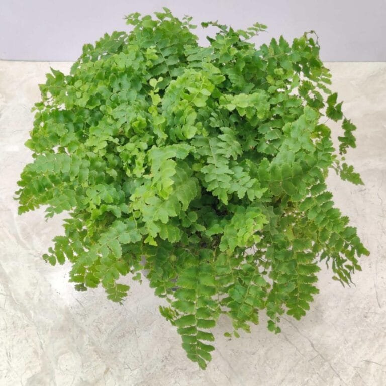 How to Propagate Ferns: The Complete Guide for Plant Lovers to Multiply ...