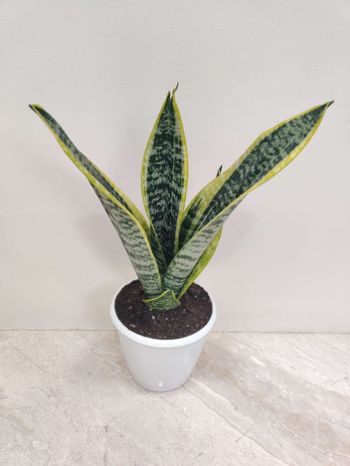 Beginner-Friendly Snake Plant Varieties and Easy Care Instructions