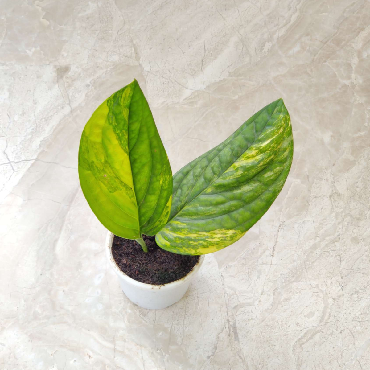 Monstera Peru Variegated Care Guide: Light, Water, Styling & Growth Tips
