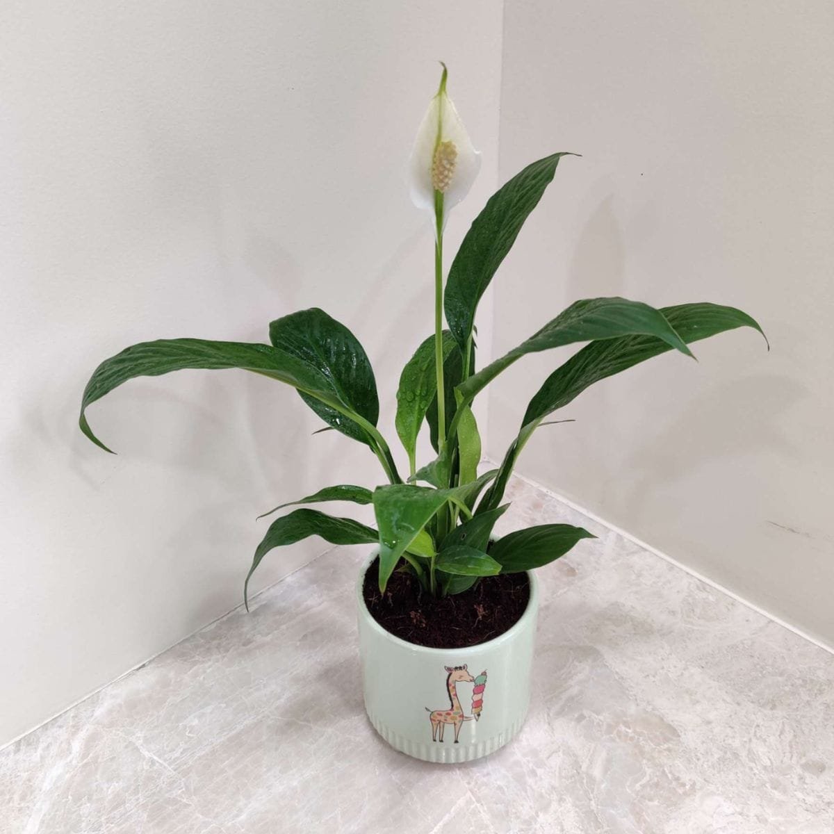 Peace Lily Propagation : Easy Steps for Thriving Houseplants