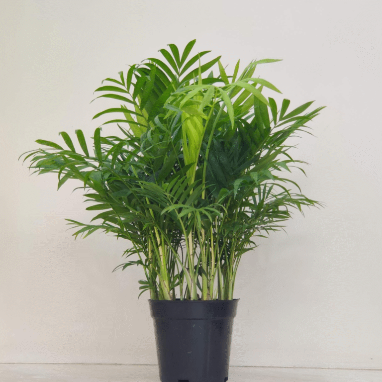 Bring a Slice of Paradise Home: Discover the Incredible Benefits of the ...