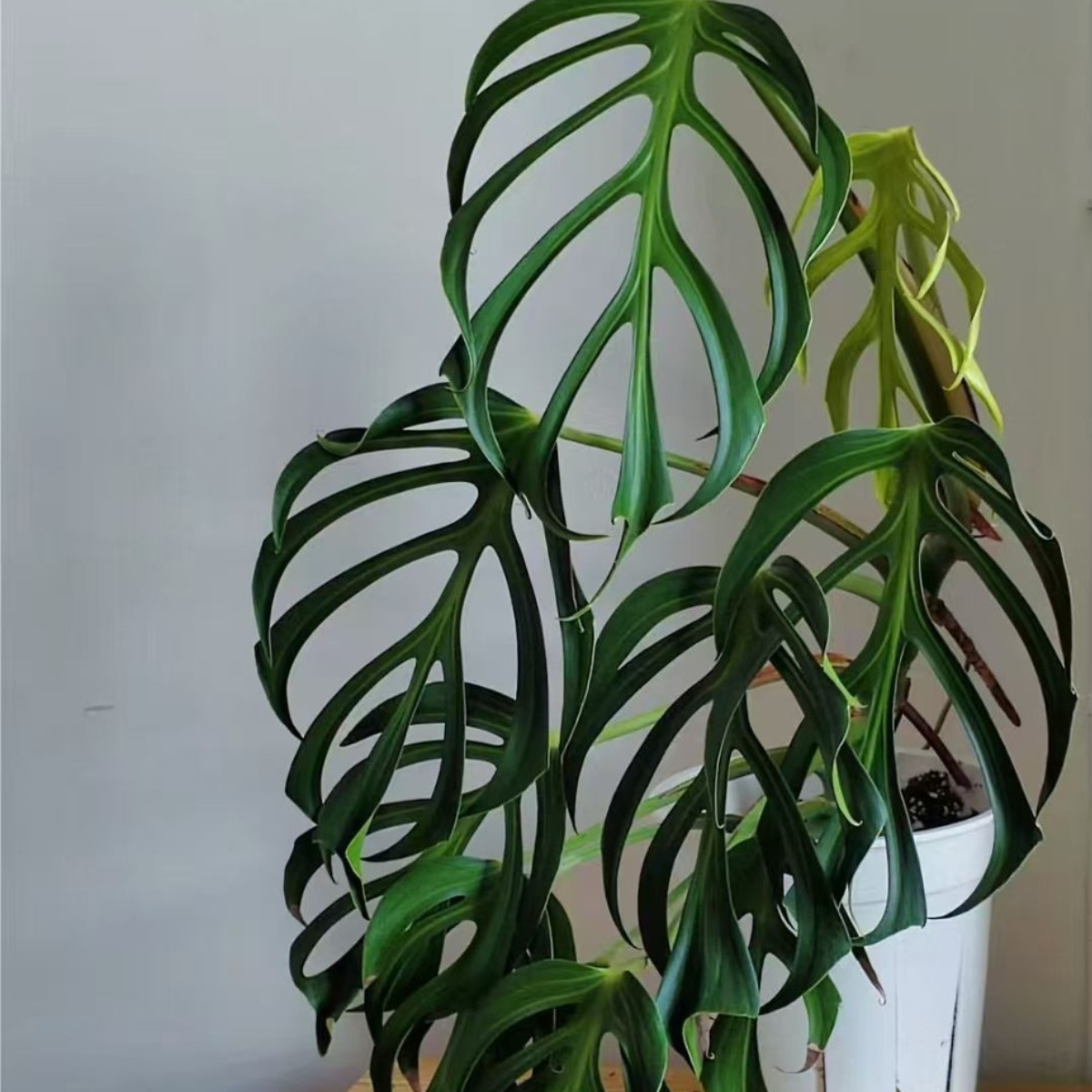 Monstera Burle Marx Flame Care Guide
