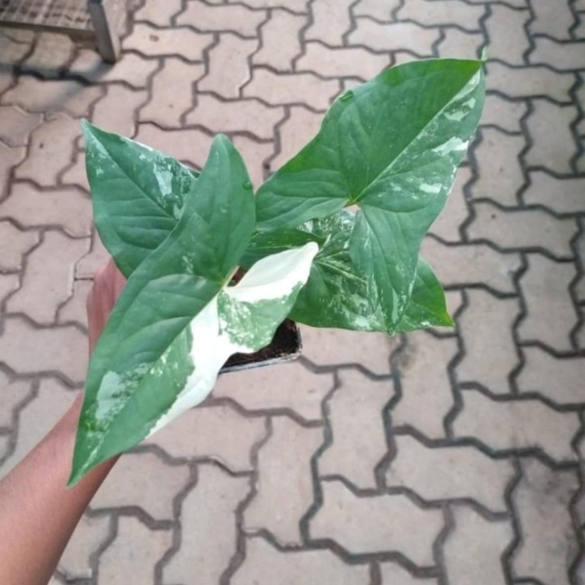 How to Grow and Care for Syngonium Albo | The Ultimate Variegated ...