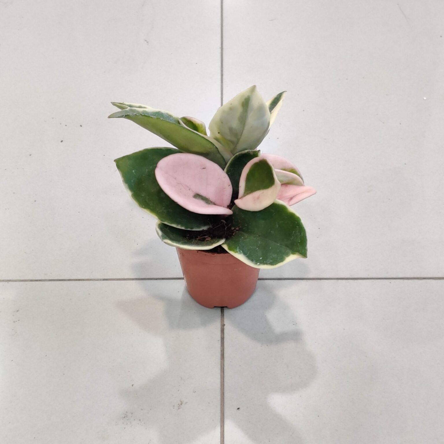 Variegated Hoya Carnosa ‘Tricolor’– Complete Growing Guide