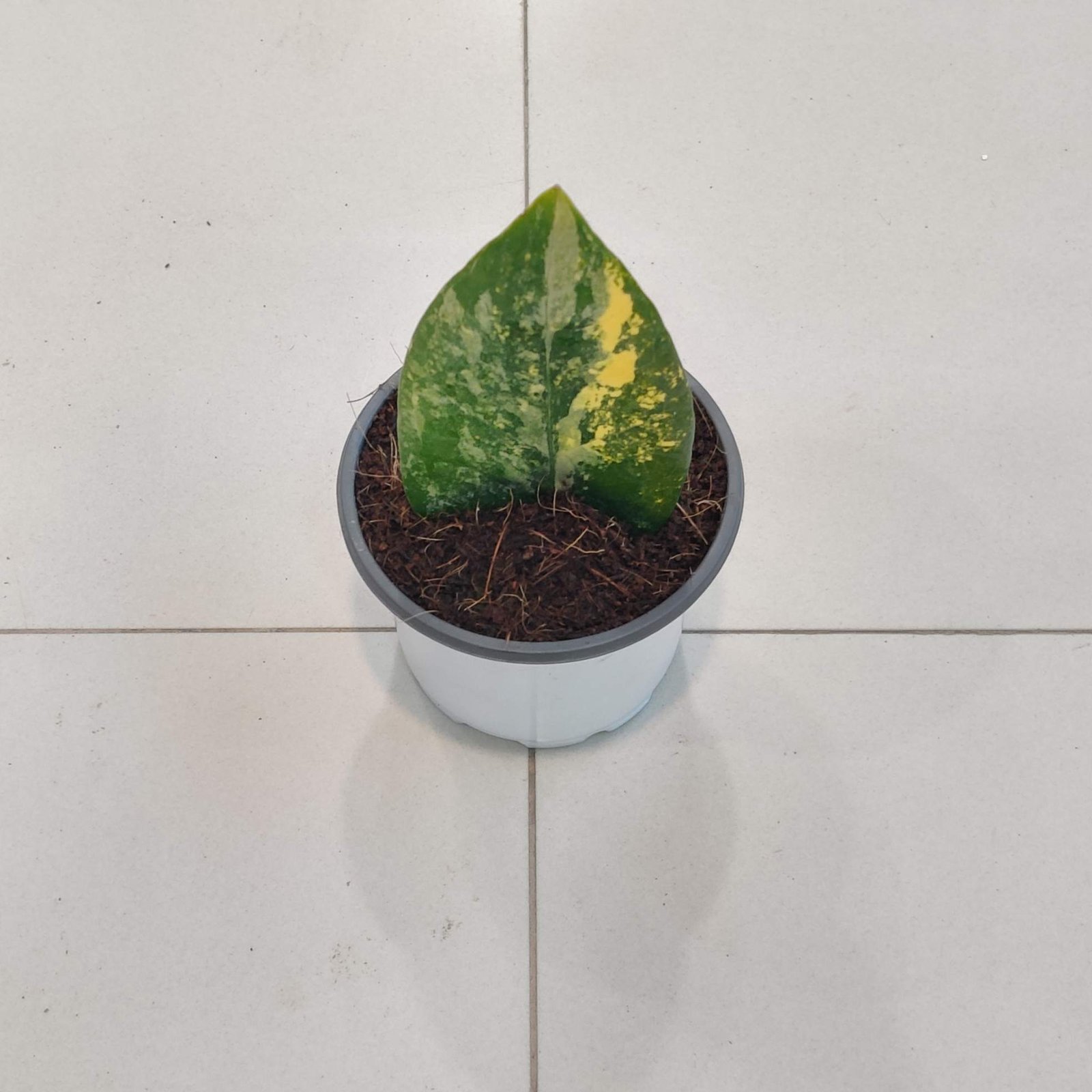Zamioculcas Zamiifolia Variegata Care | Guide by Sanjay Nursery